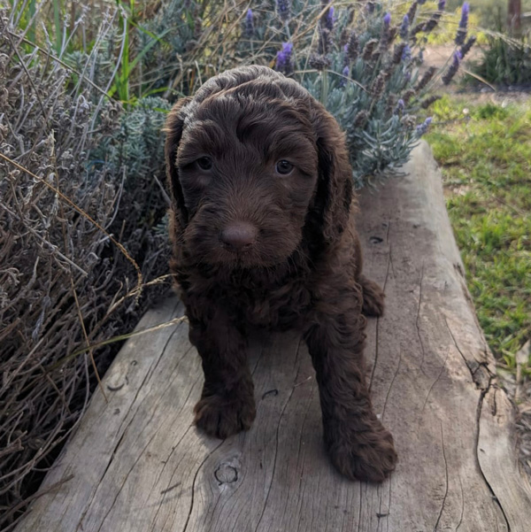 Burrinjuck Labradoodles-Current_Litters